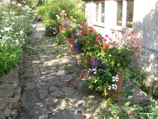 East Lambrook Manor Gardens (Margery Fish Garten) South Petherton ...